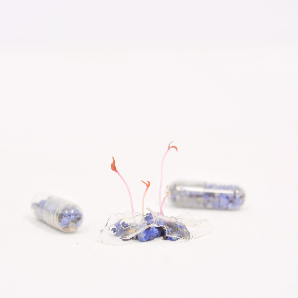 Seed pills - Be Bloomer